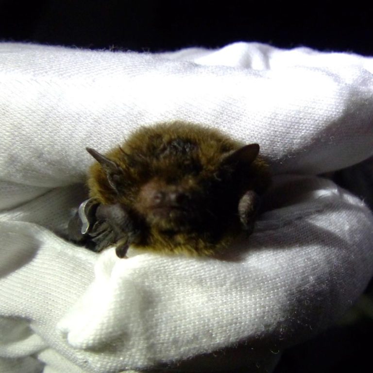 Island Nathusius pipistrelle Project – Isle of Wight Bat Group